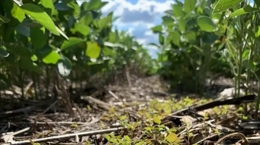 Control de malezas por qué la labranza no es la solución | Noticias de Agro y Negocios