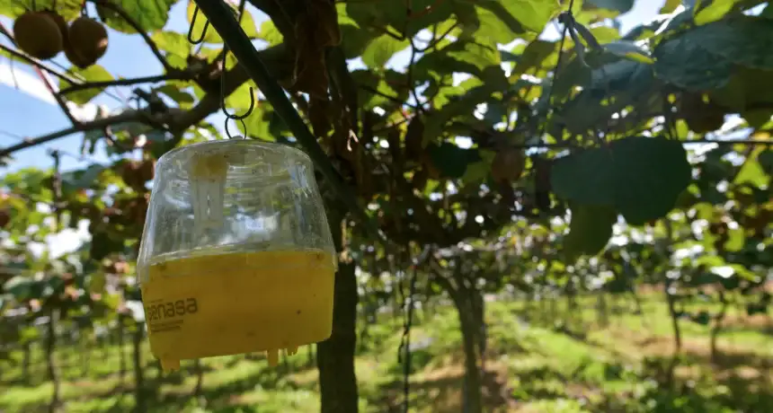 Avanza el monitoreo de la Mosca de los Frutos en General Pueyrredon ...